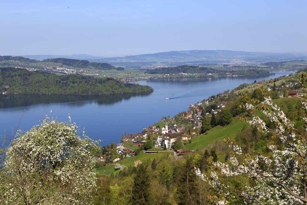 Kirschblütenwanderung Walchwil Arth Zugersee